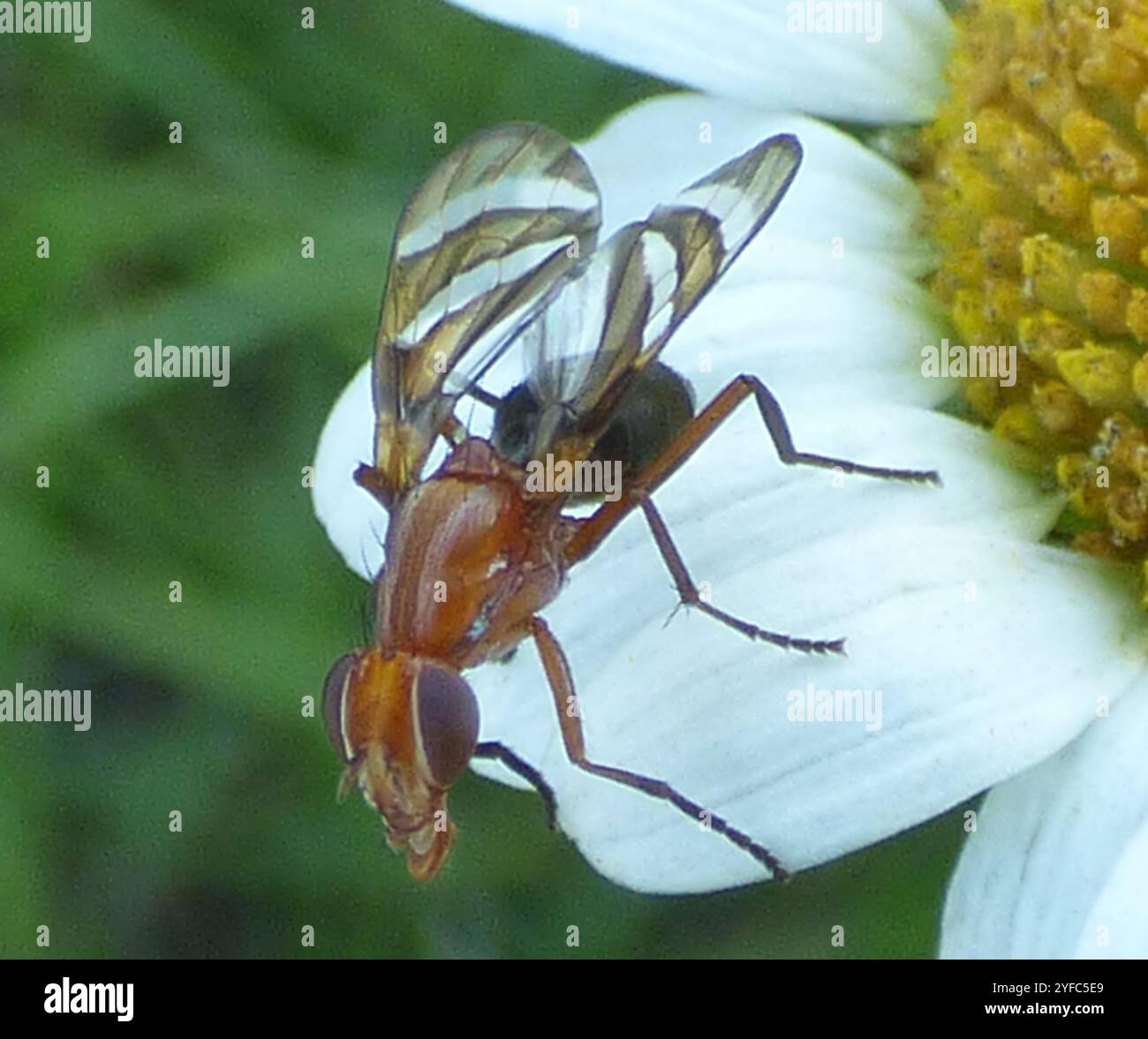 Tritoxa incurva hi-res stock photography and images - Alamy