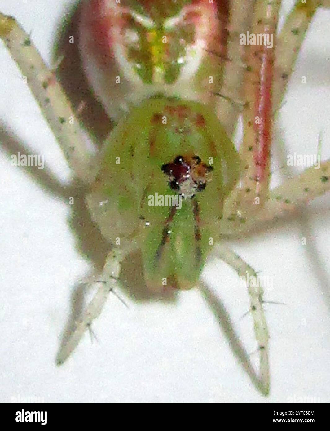 Green Lynx Spiders (Peucetia Stock Photo - Alamy