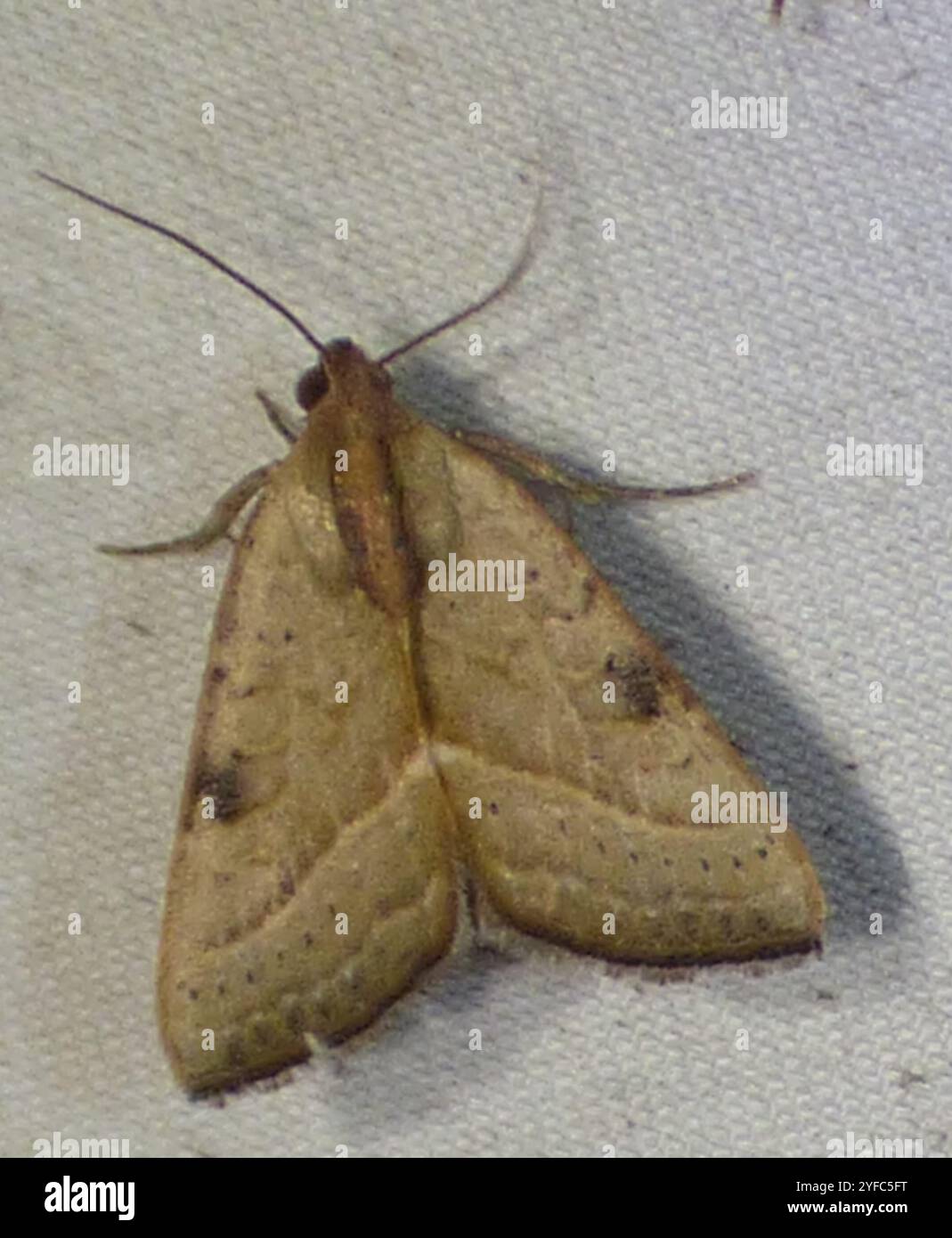 Wedgling Moth (Galgula partita Stock Photo - Alamy