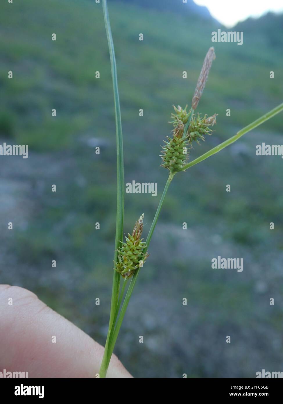 little green sedge (Carex viridula Stock Photo - Alamy