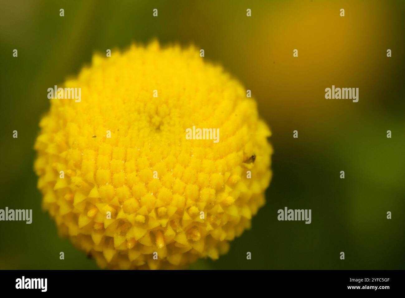 stinknet (Oncosiphon pilulifer Stock Photo - Alamy