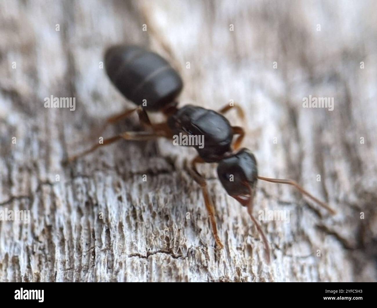 Shaded Fuzzy Ant (Lasius aphidicola Stock Photo - Alamy