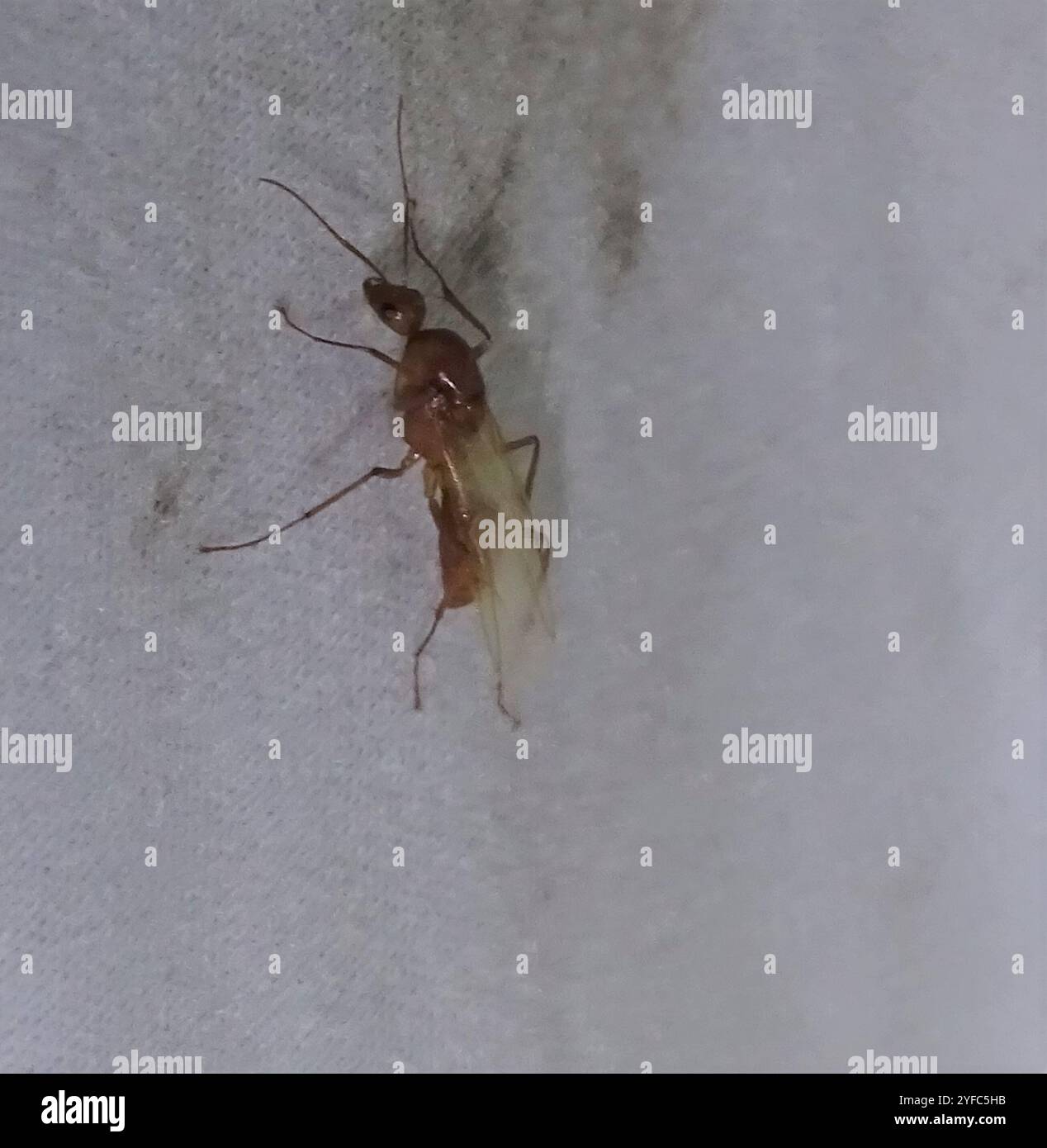 Chestnut Carpenter Ant (Camponotus castaneus Stock Photo - Alamy