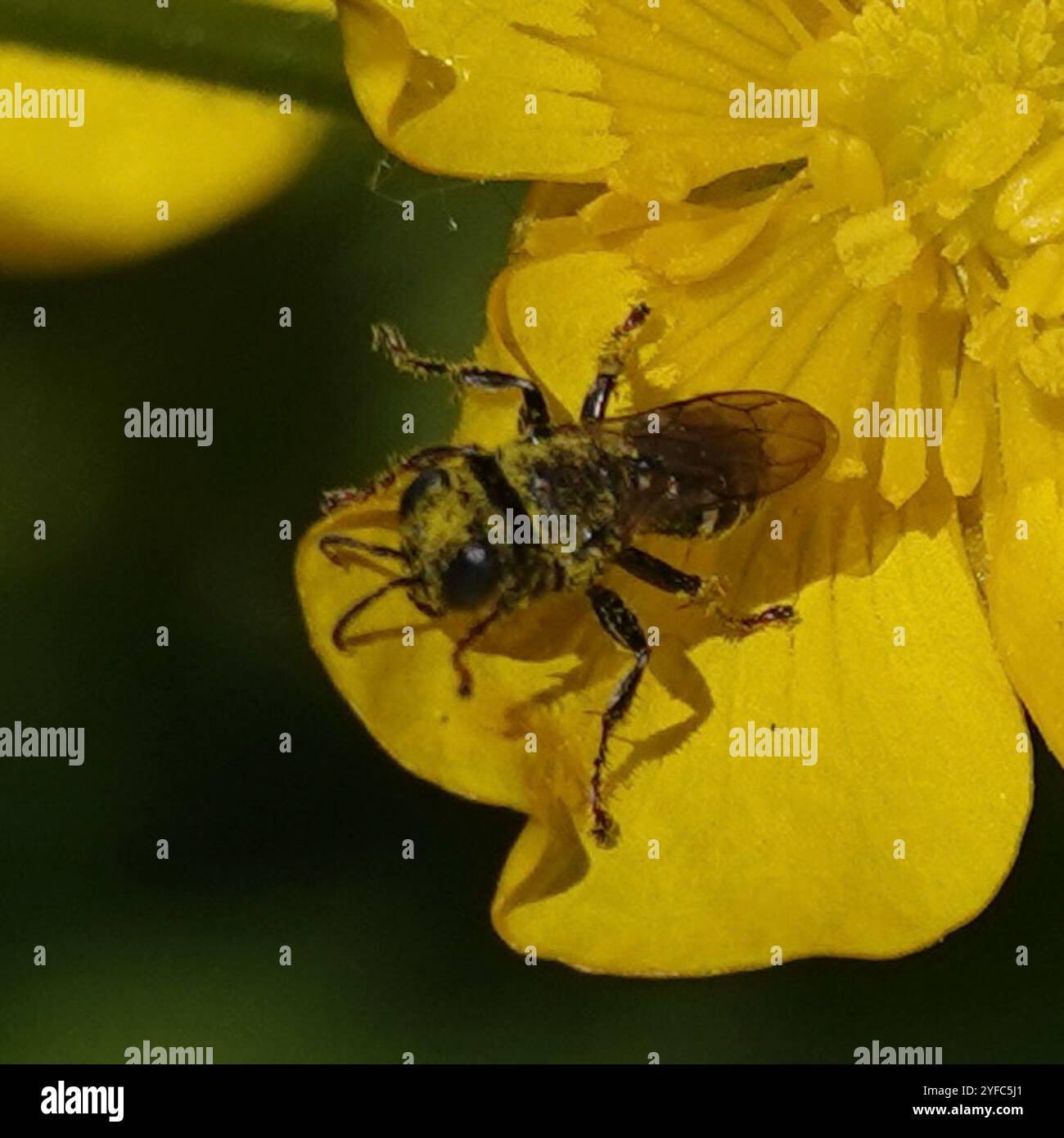 Square-headed Wasps, Sand Wasps, and Allies (Crabronidae Stock Photo ...