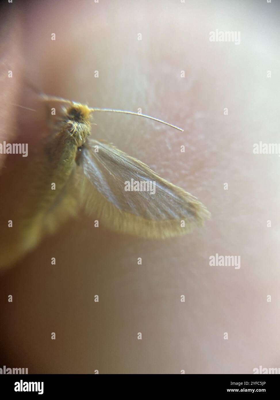 Trumpet Leafminer Moths (Tischeriidae Stock Photo - Alamy