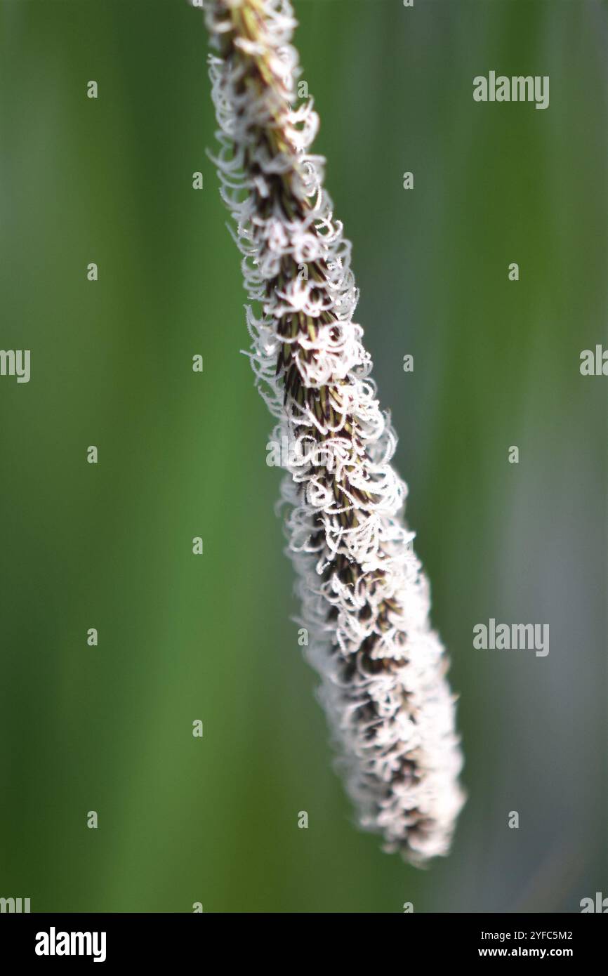 water sedge (Carex aquatilis Stock Photo - Alamy