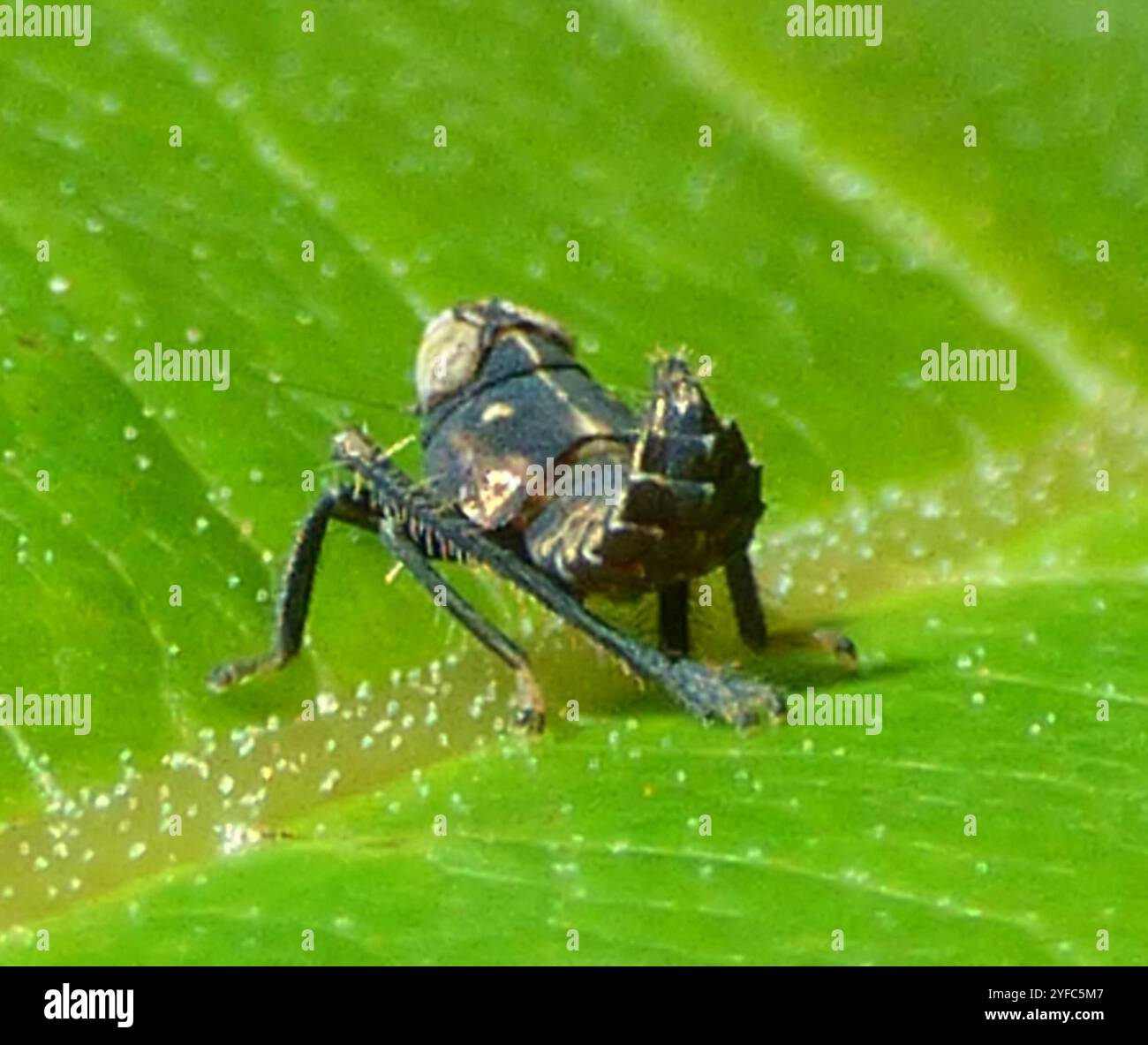 Coppery Leafhopper (Jikradia olitoria Stock Photo - Alamy