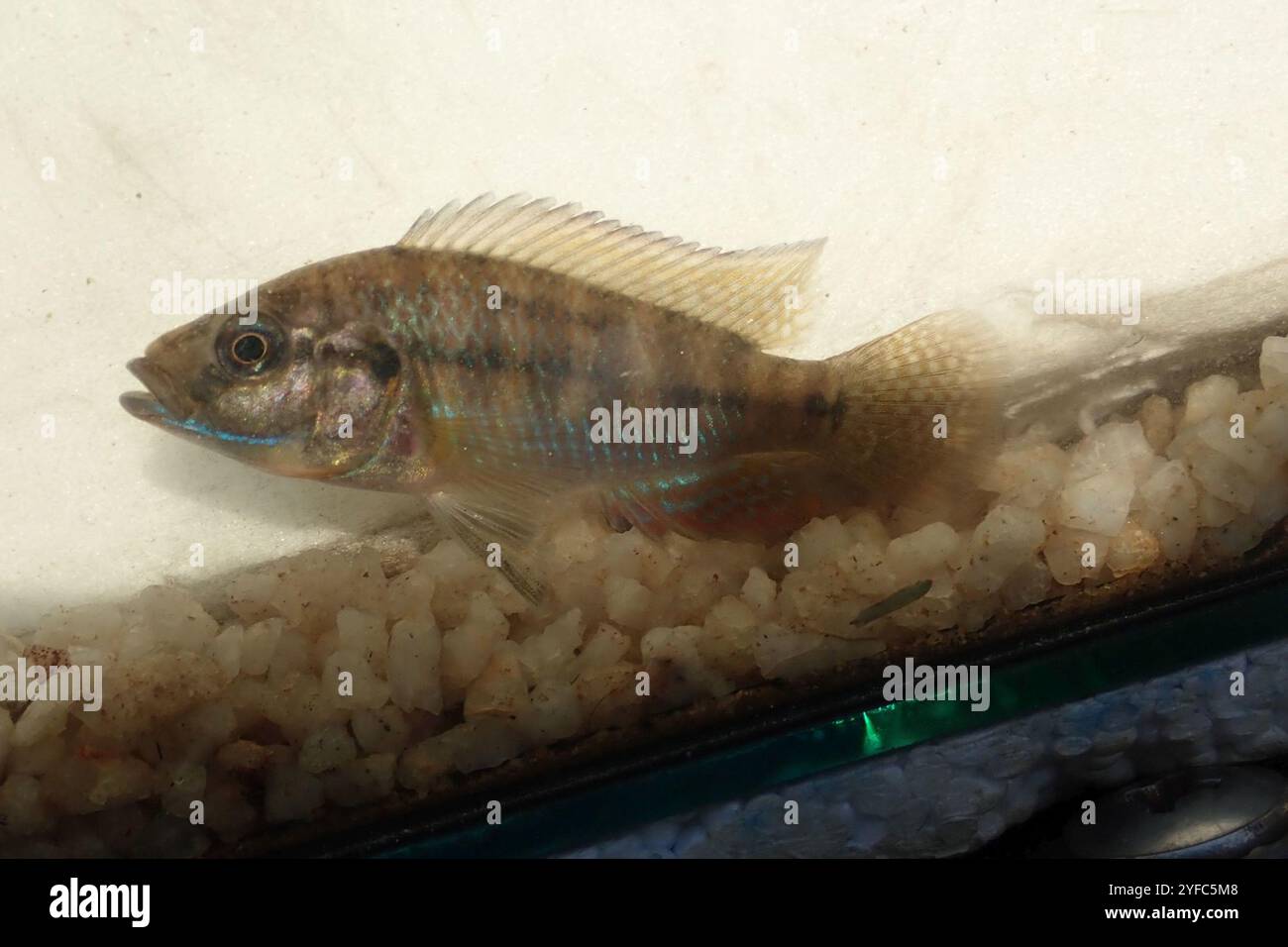 Southern Mouthbrooder (Pseudocrenilabrus philander Stock Photo - Alamy