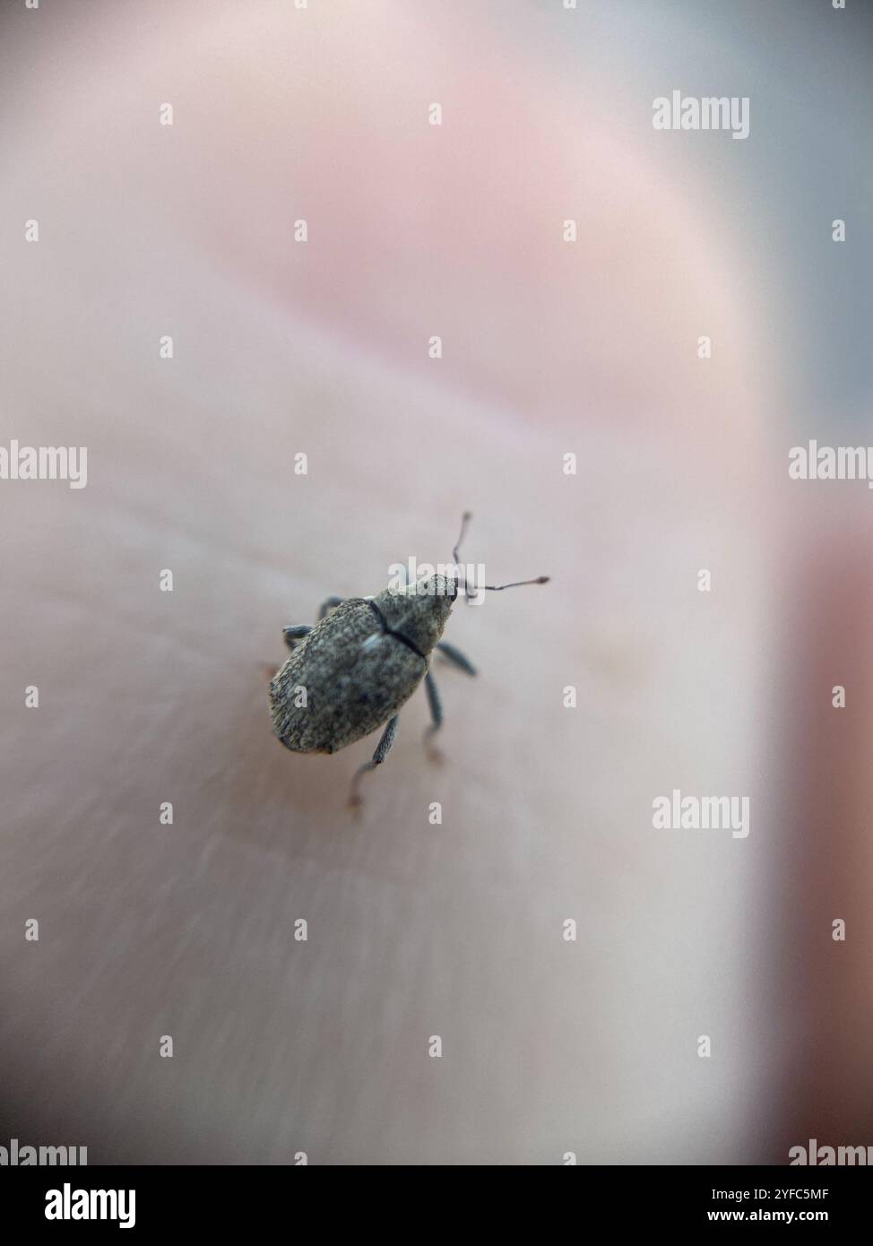 Cabbage Stem Weevil (Ceutorhynchus pallidactylus Stock Photo - Alamy
