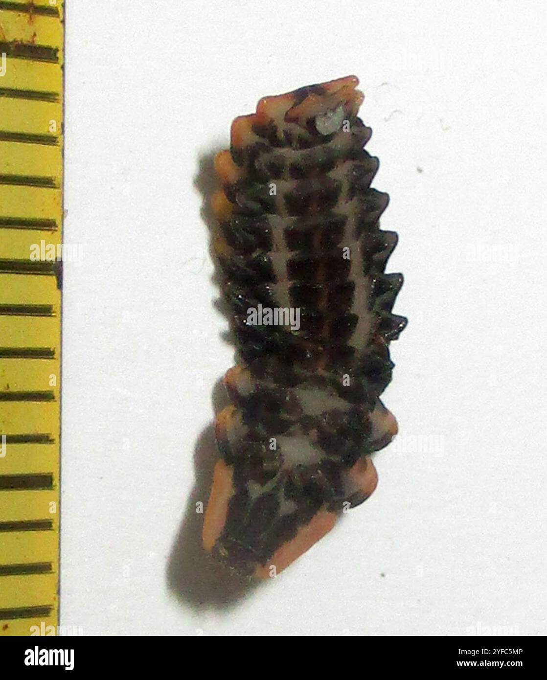 Net-winged Beetles (Lycidae Stock Photo - Alamy