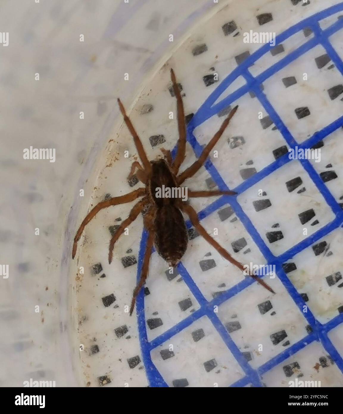 Radiated Wolf Spider (Hogna radiata Stock Photo - Alamy