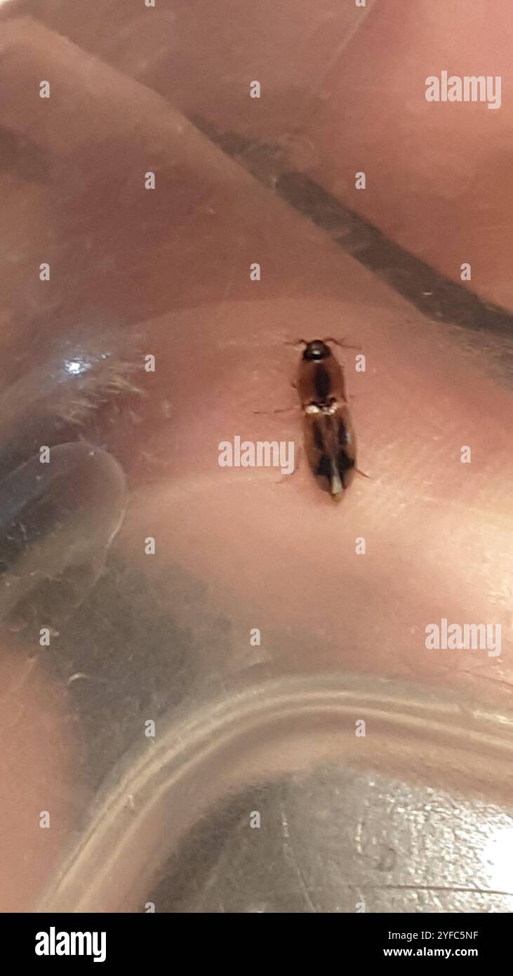 Sweet Click Beetle (Aeolus mellillus Stock Photo - Alamy