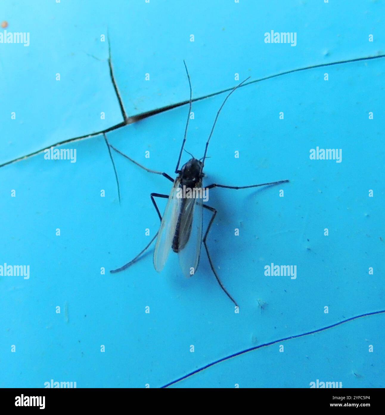 Non-biting Midges (Chironomidae Stock Photo - Alamy