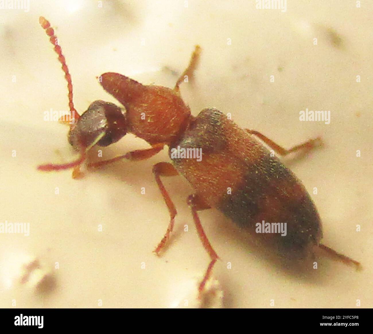 Hooded Antlike Flower Beetles (Notoxus Stock Photo - Alamy