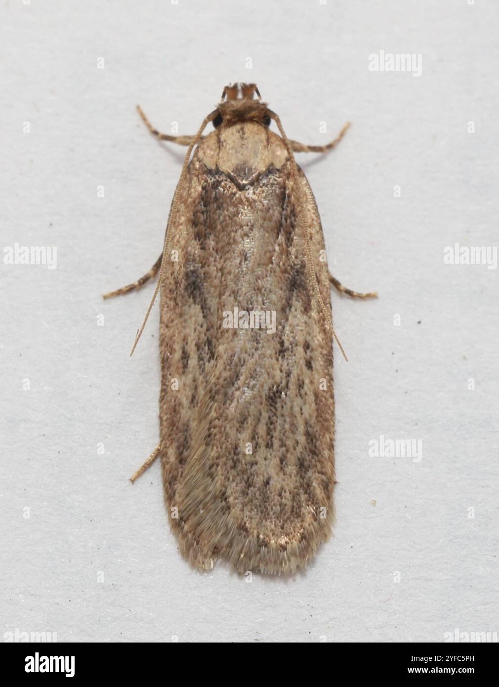 Curved-horn Moths (Gelechioidea Stock Photo - Alamy