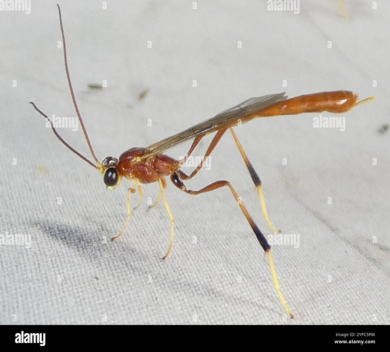 Ichneumonid Wasps (Ichneumonidae Stock Photo - Alamy