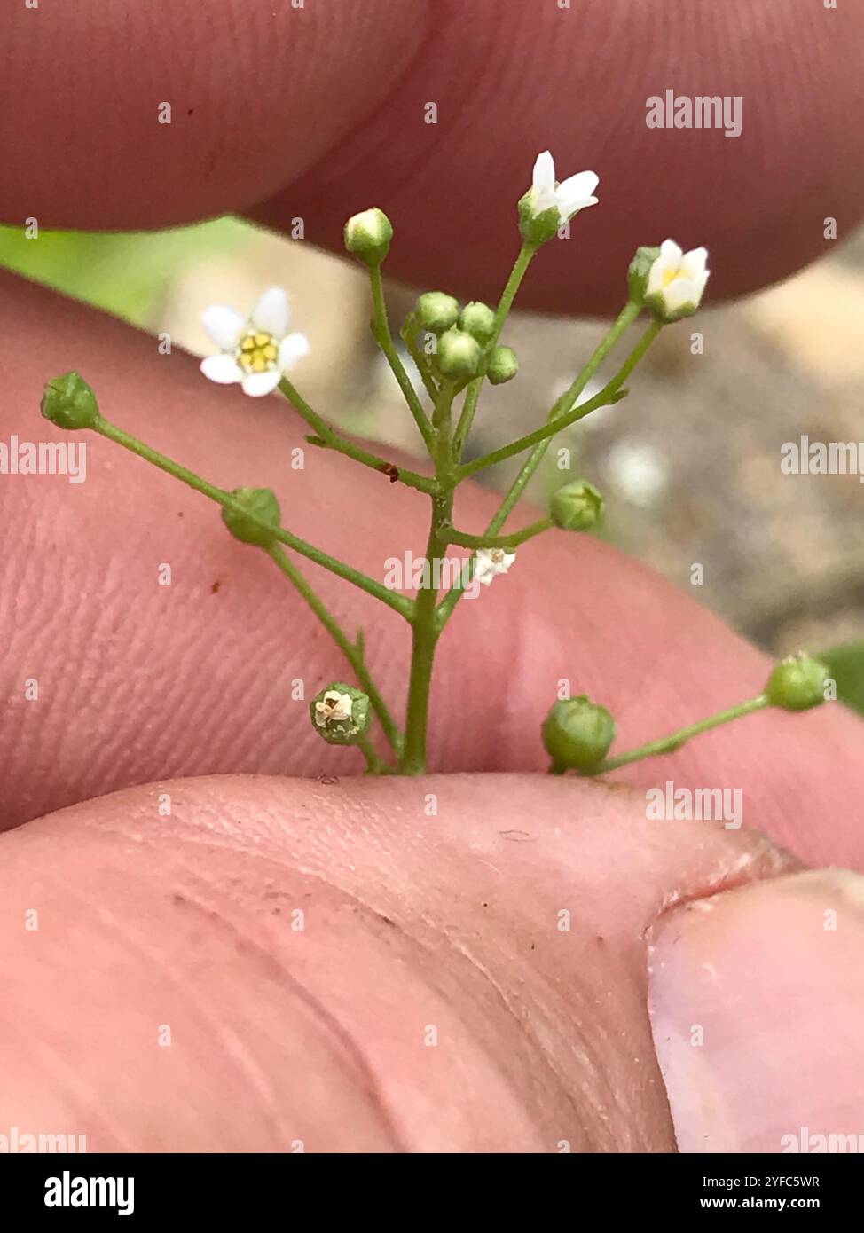 seaside brookweed (Samolus parviflorus Stock Photo - Alamy