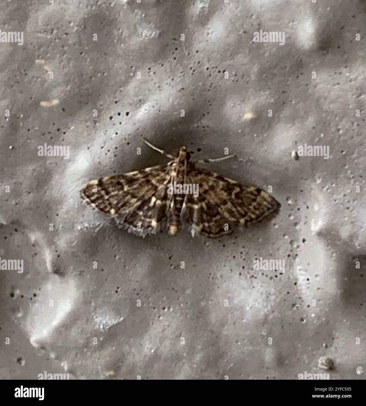 Yellow-spotted Webworm Moth (Anageshna primordialis Stock Photo - Alamy