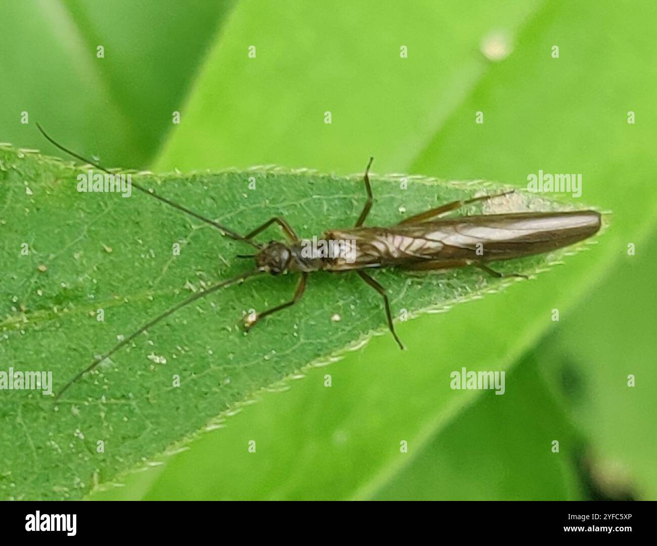 Rolled-winged Stoneflies (Leuctridae Stock Photo - Alamy