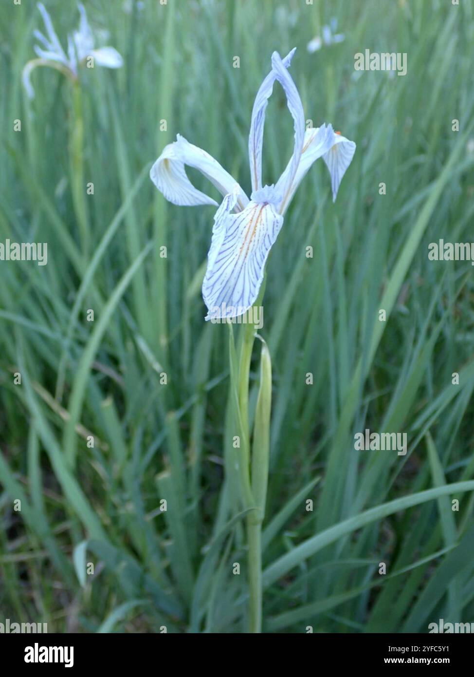 western blue flag (Iris missouriensis Stock Photo - Alamy