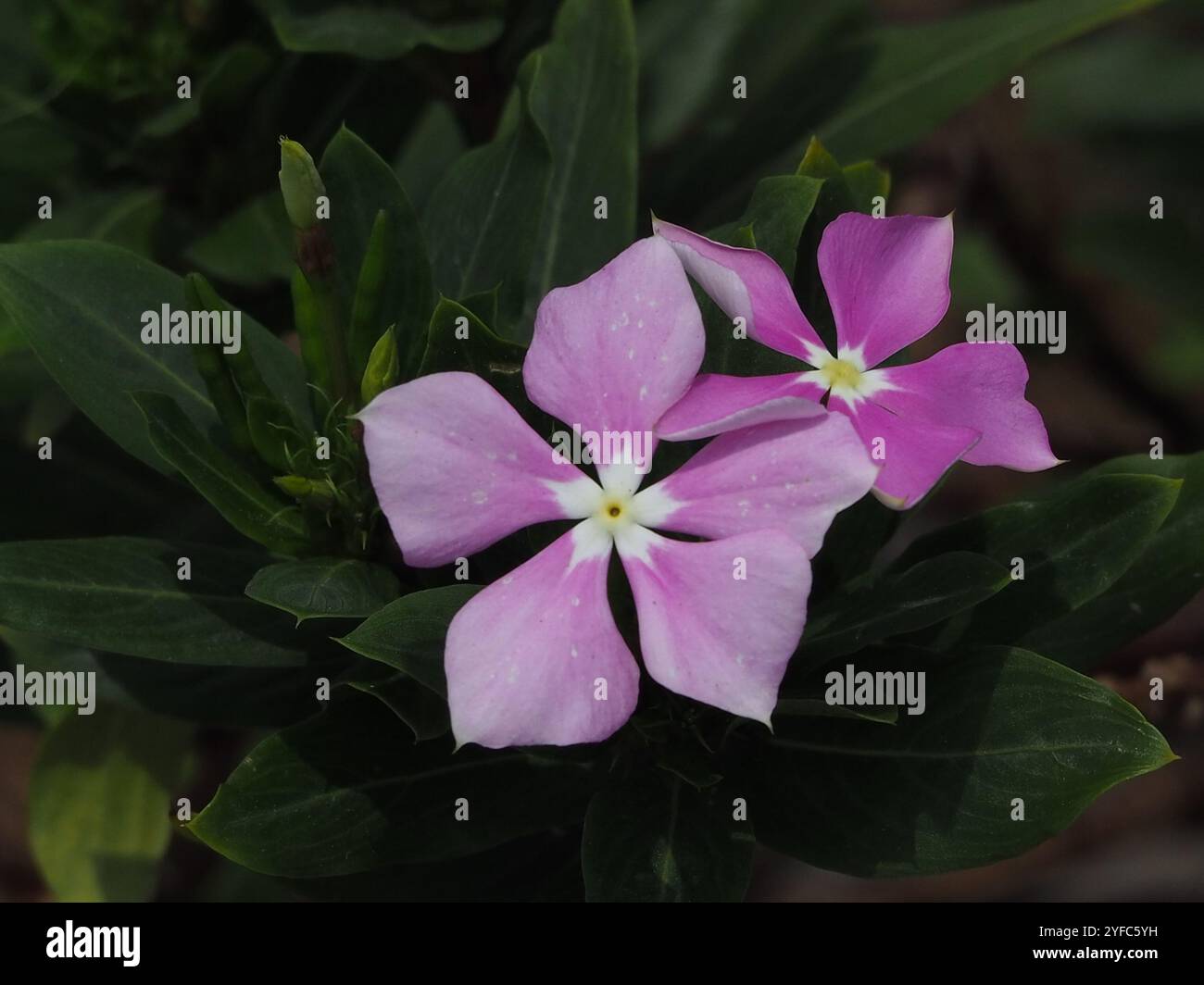 Madagascar Periwinkle (Catharanthus roseus Stock Photo - Alamy