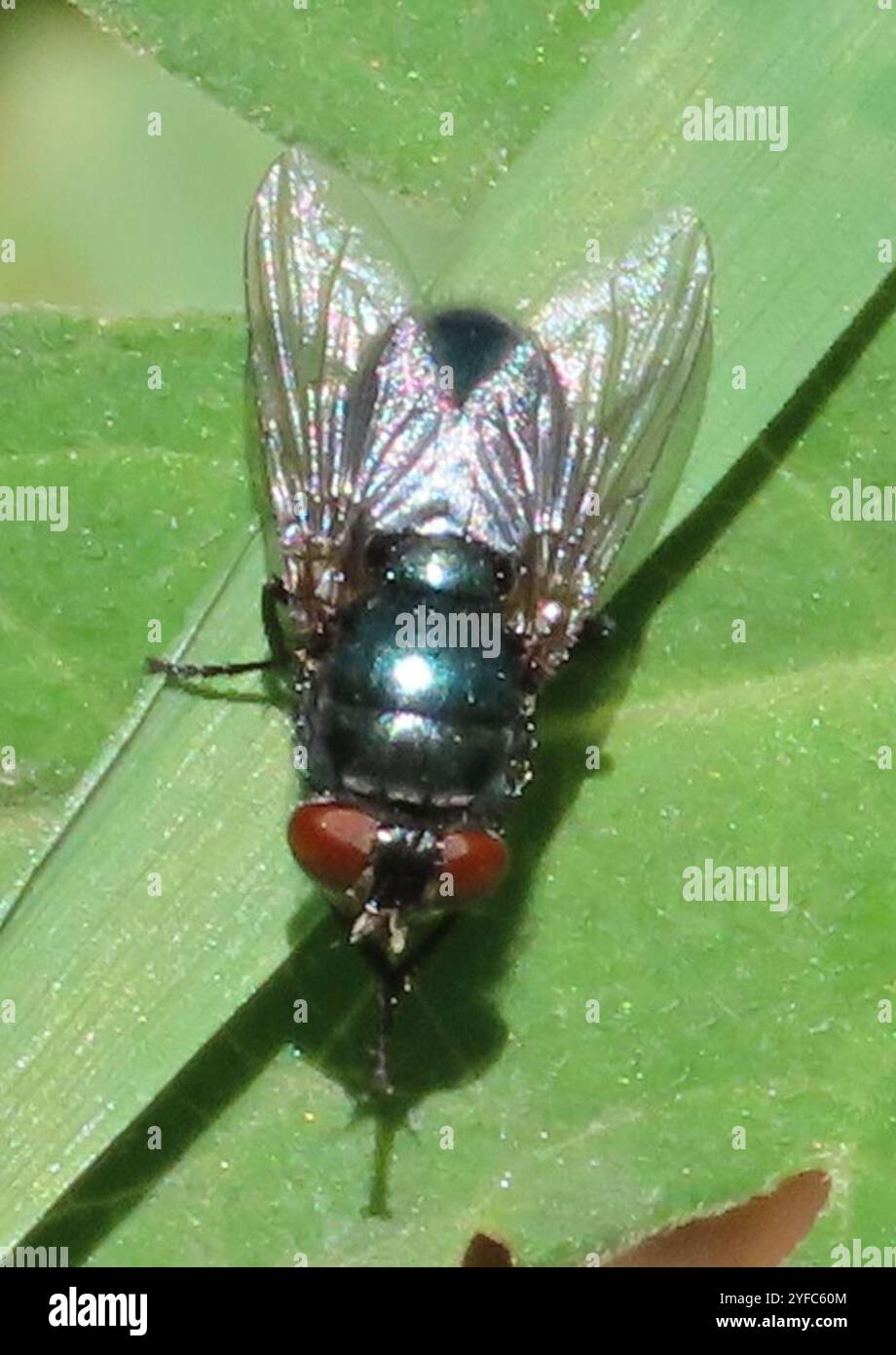 Black Blow Fly (Phormia regina Stock Photo - Alamy
