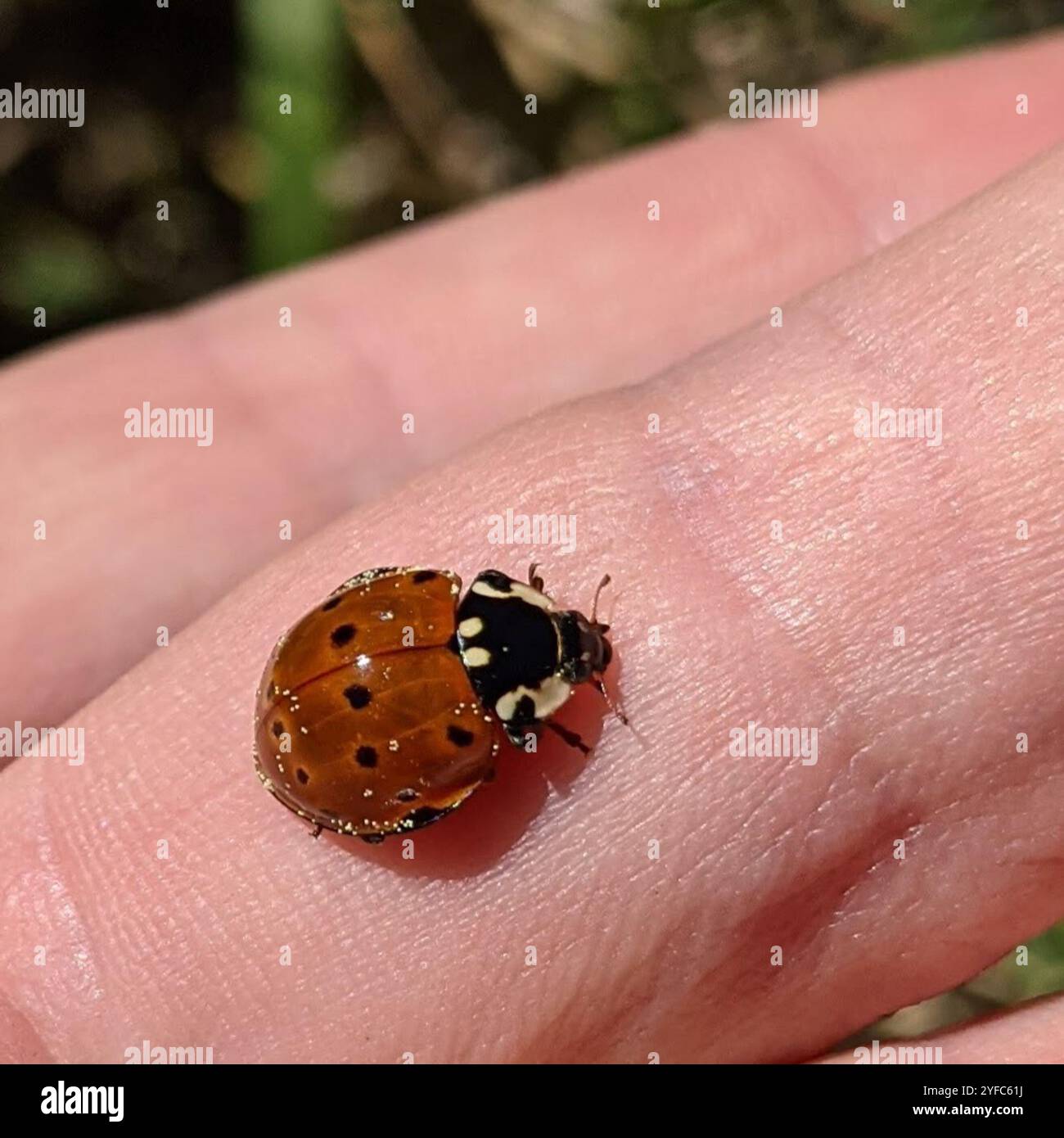 Flying Saucer Lady Beetle (Anatis rathvoni Stock Photo - Alamy