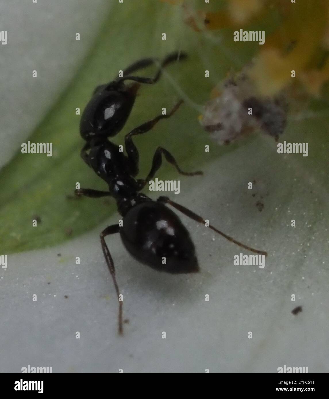 Common Trailing Ant (Monomorium minimum Stock Photo - Alamy