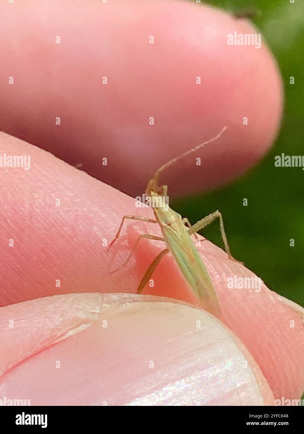 Grass bug (Stenodema laevigata Stock Photo - Alamy