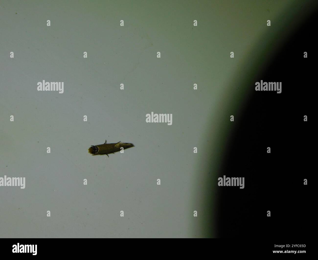 Fungus Moths, Clothes Moths, & Allies (Tineidae Stock Photo - Alamy