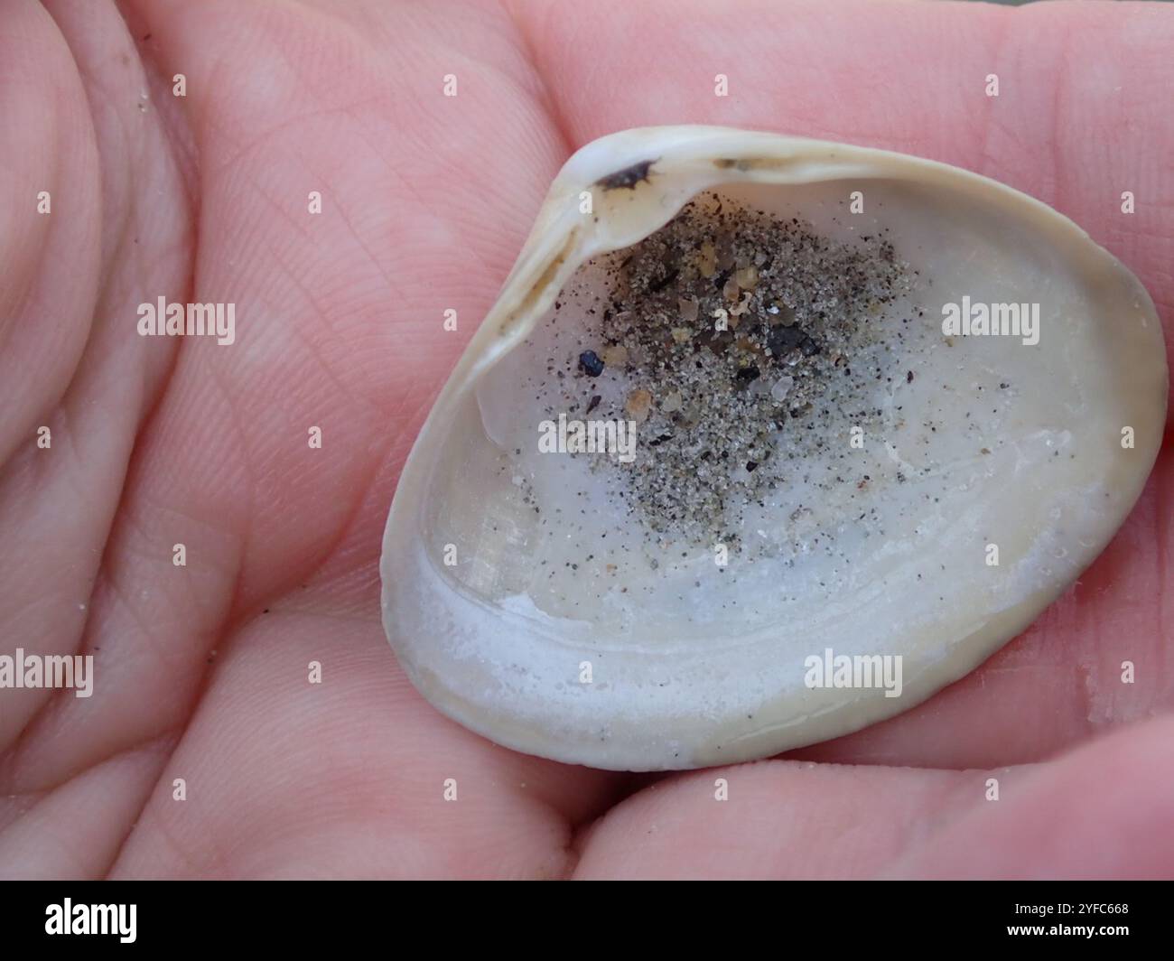 West Atlantic Surfclam (Spisula solidissima Stock Photo - Alamy