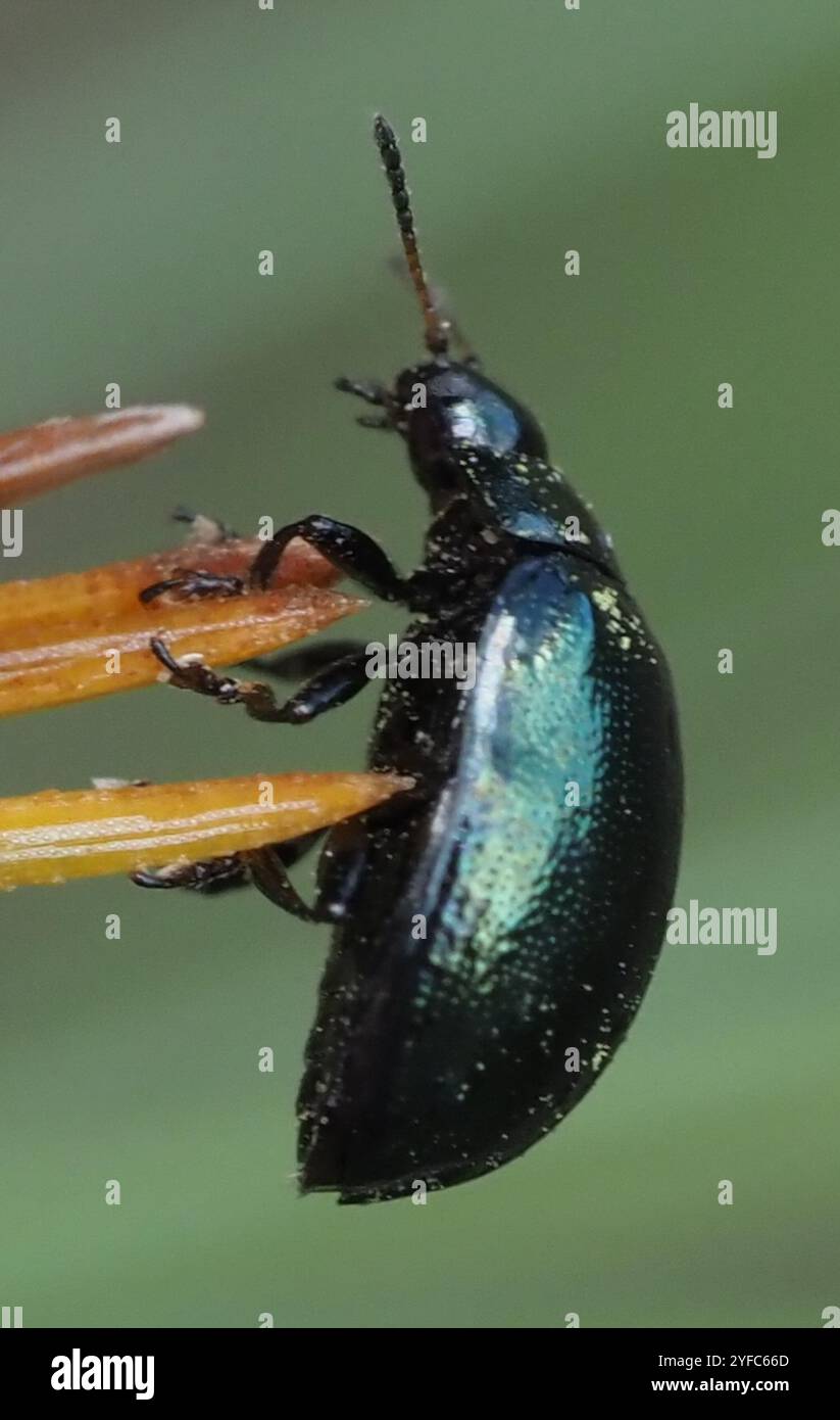 Willow Leaf Beetle (Plagiodera versicolora Stock Photo - Alamy
