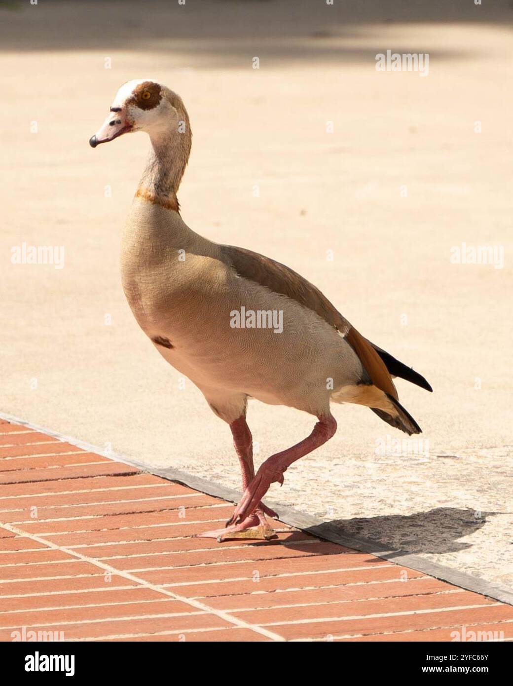 Egyptian Goose (Alopochen aegyptiaca Stock Photo - Alamy