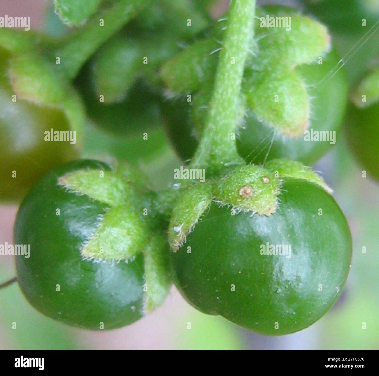 Puzzle Bush (Ehretia rigida Stock Photo - Alamy