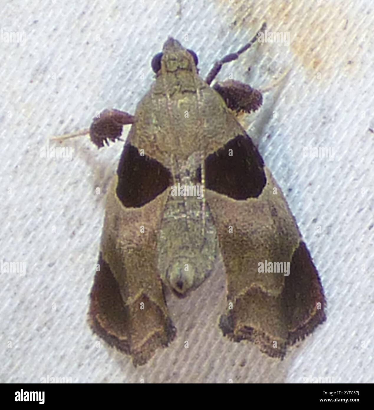 Tosale hi-res stock photography and images - Alamy