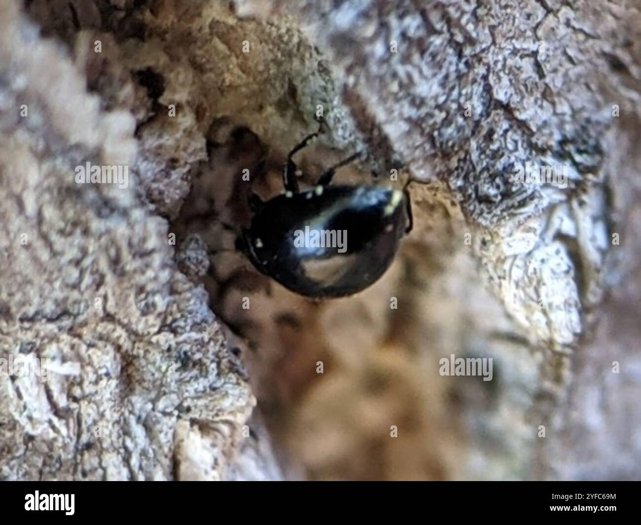 Phalacridae hi-res stock photography and images - Alamy