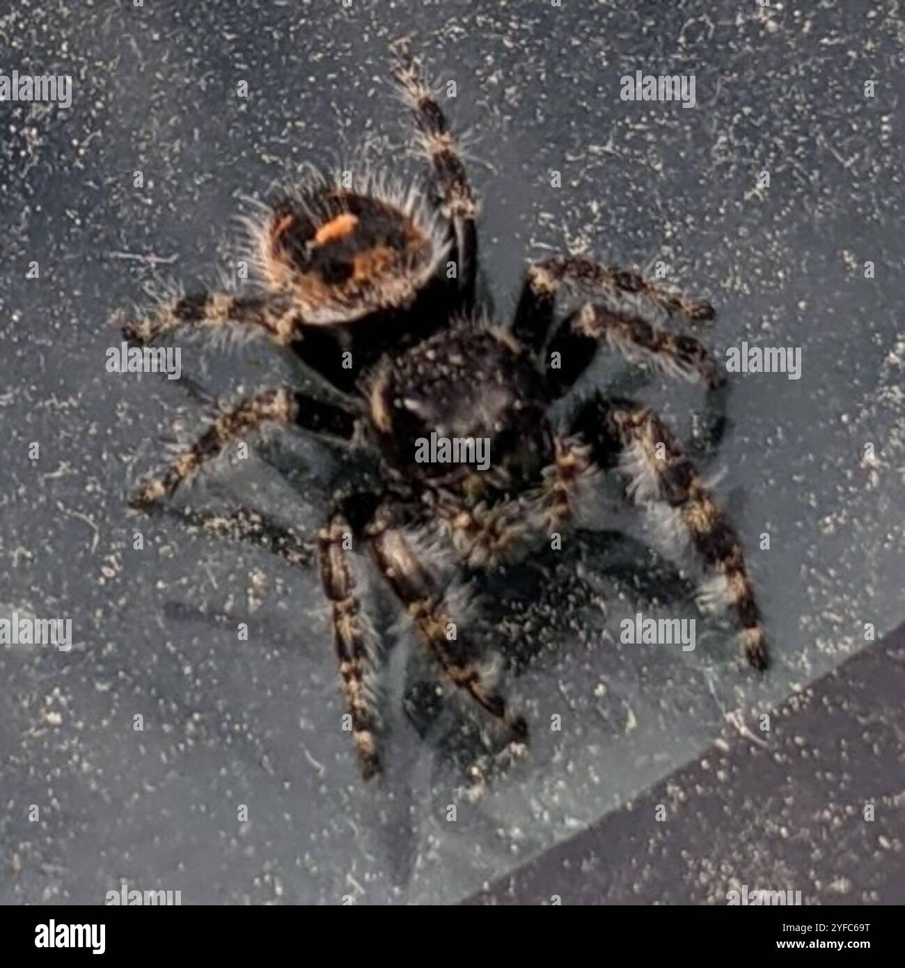Bold Jumping Spider (Phidippus audax Stock Photo - Alamy