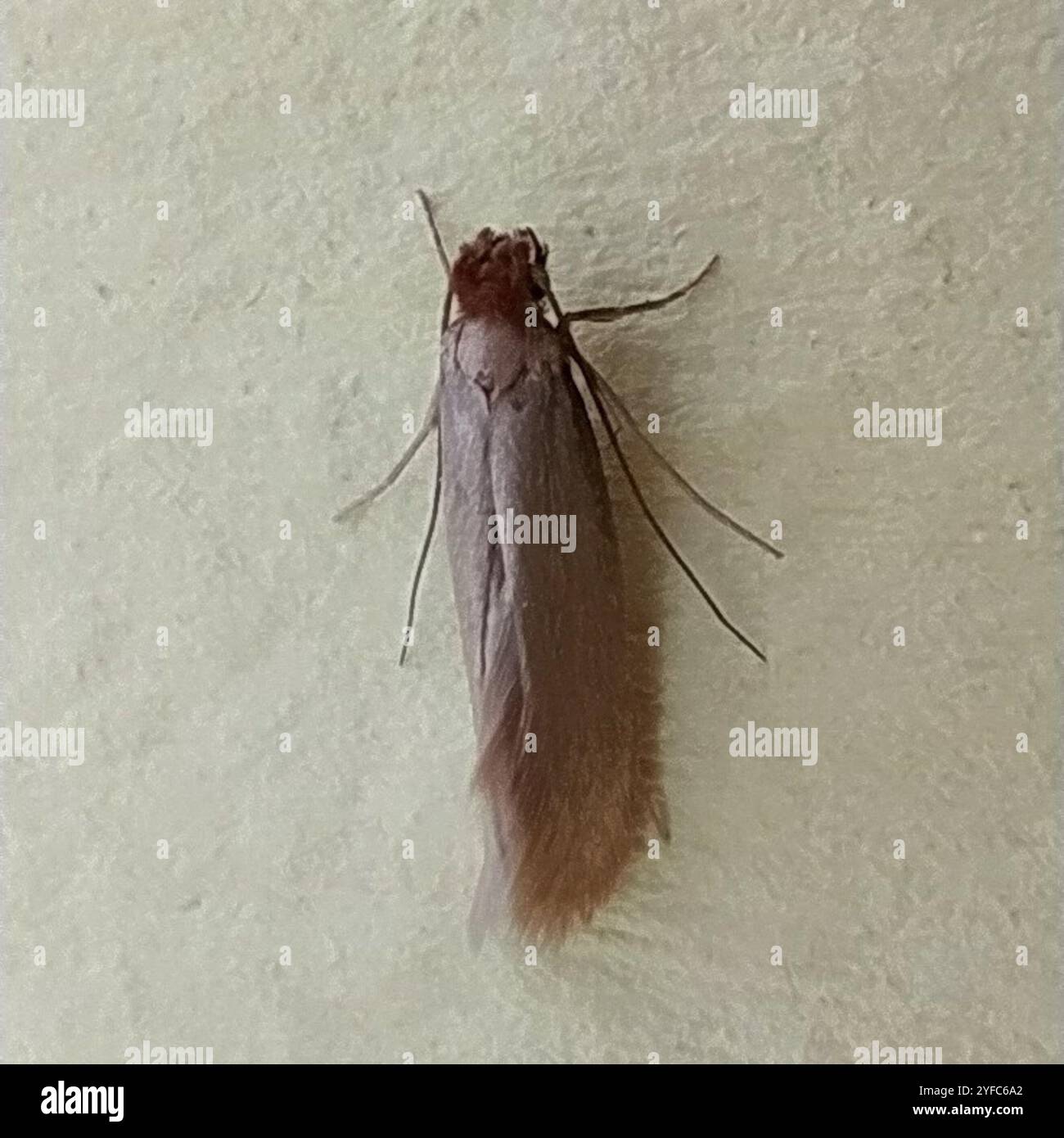 Webbing Clothes Moth (Tineola bisselliella Stock Photo - Alamy