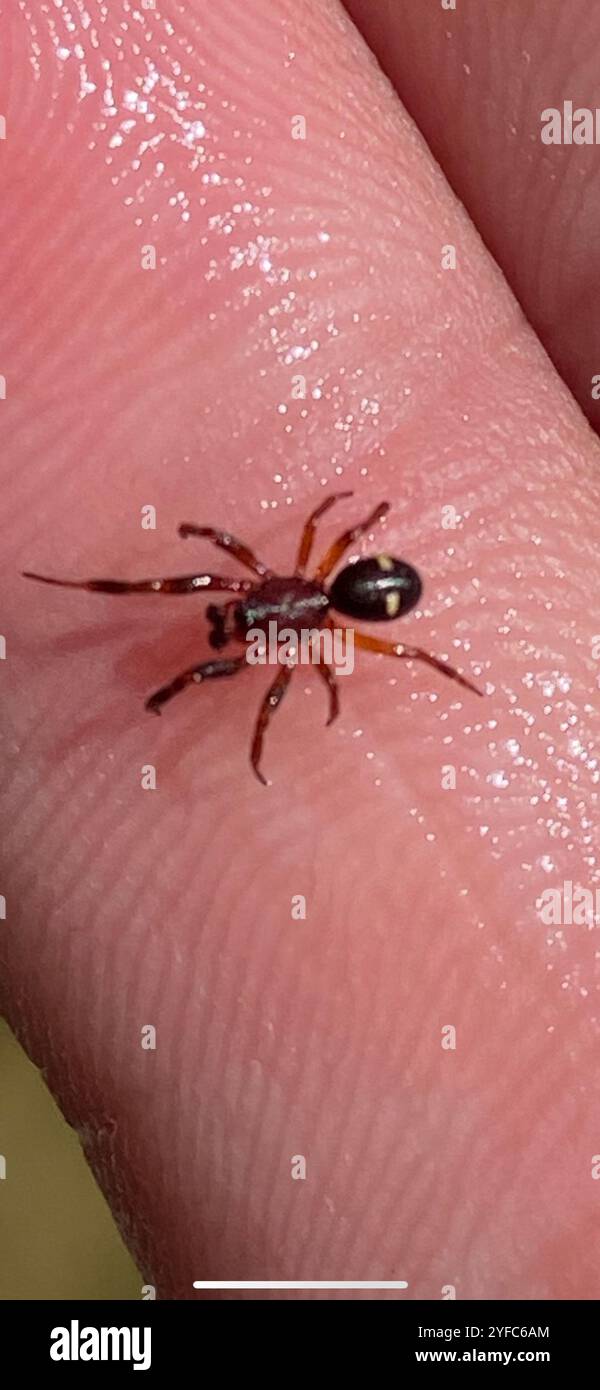 Two-spotted Cobweb Spider (Asagena americana Stock Photo - Alamy