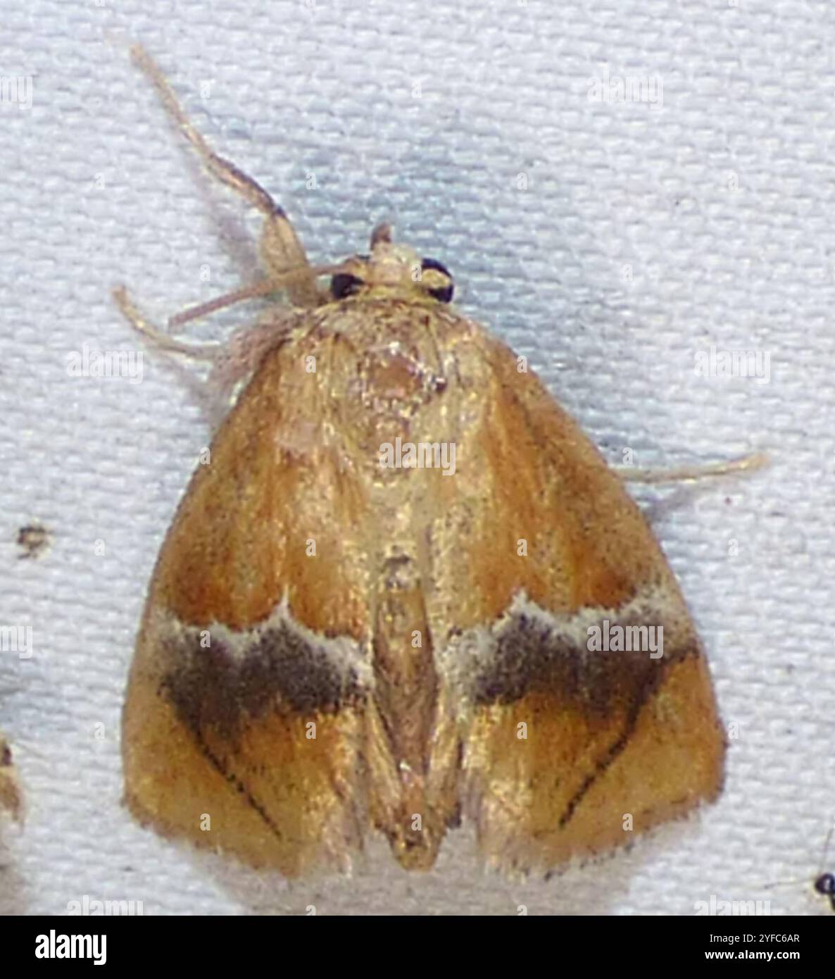Yellow-shouldered Slug Moth (Lithacodes fasciola Stock Photo - Alamy