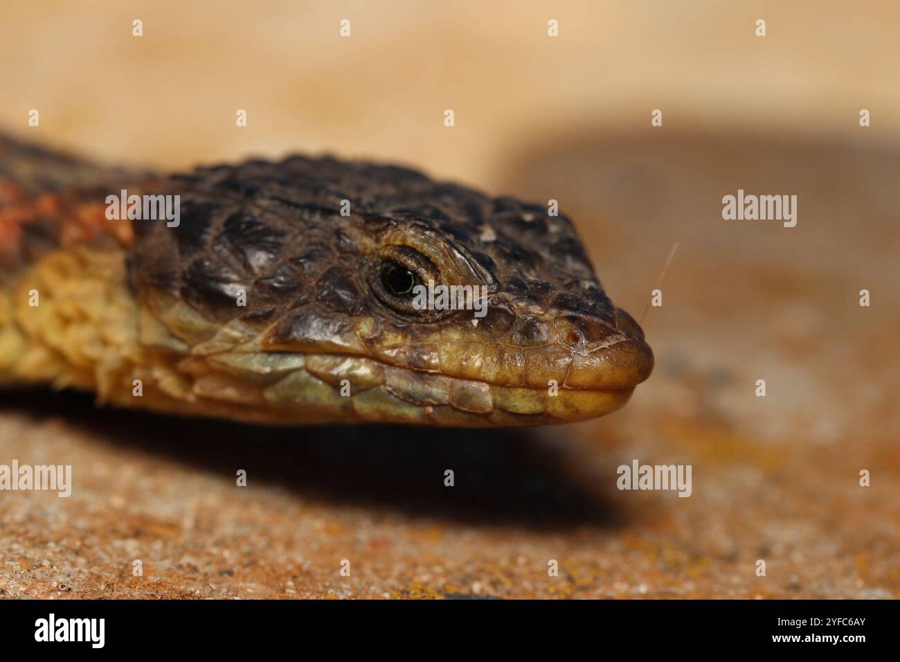 Cape Girdled Lizard (Cordylus cordylus Stock Photo - Alamy