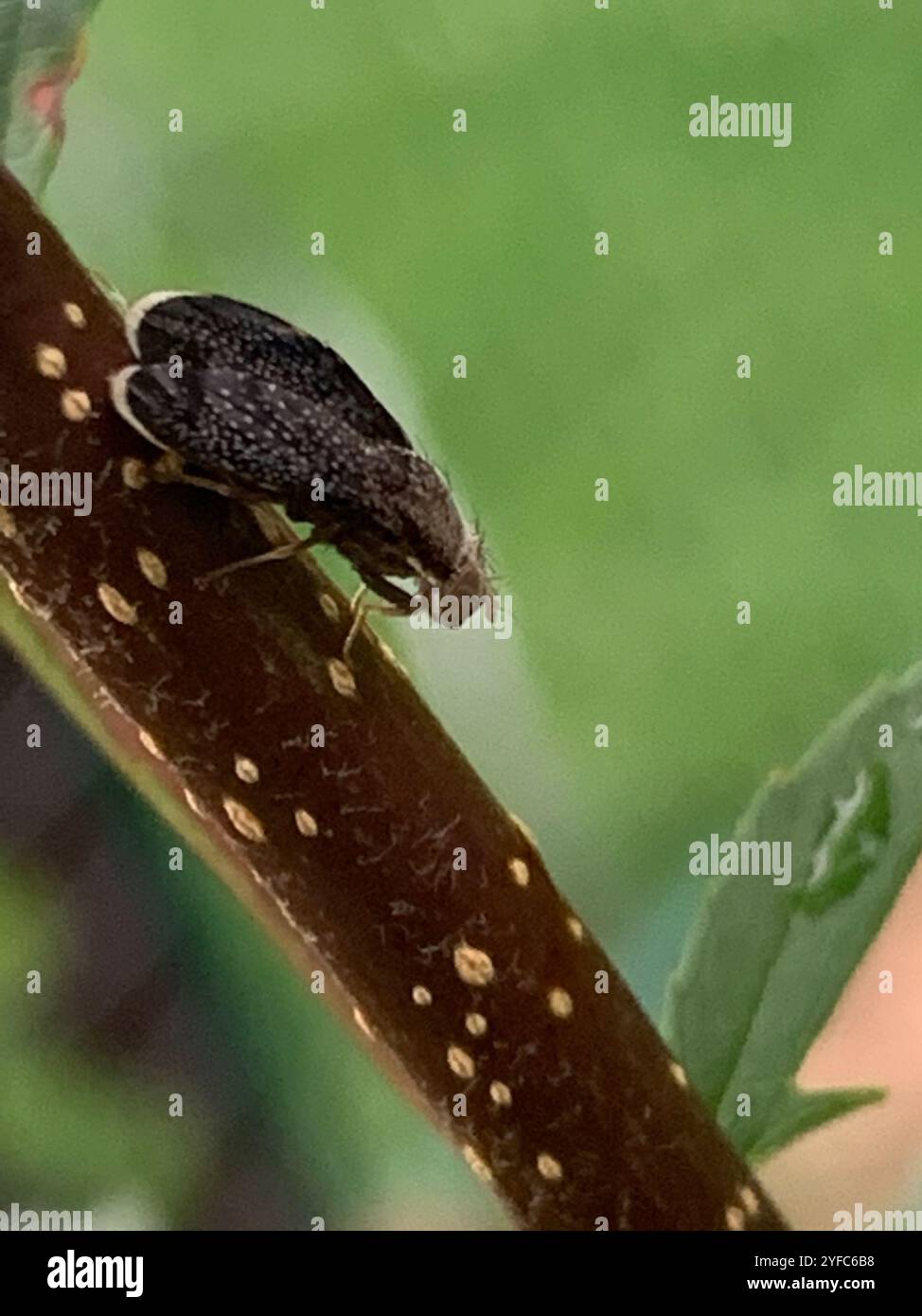 Eutreta hi-res stock photography and images - Alamy