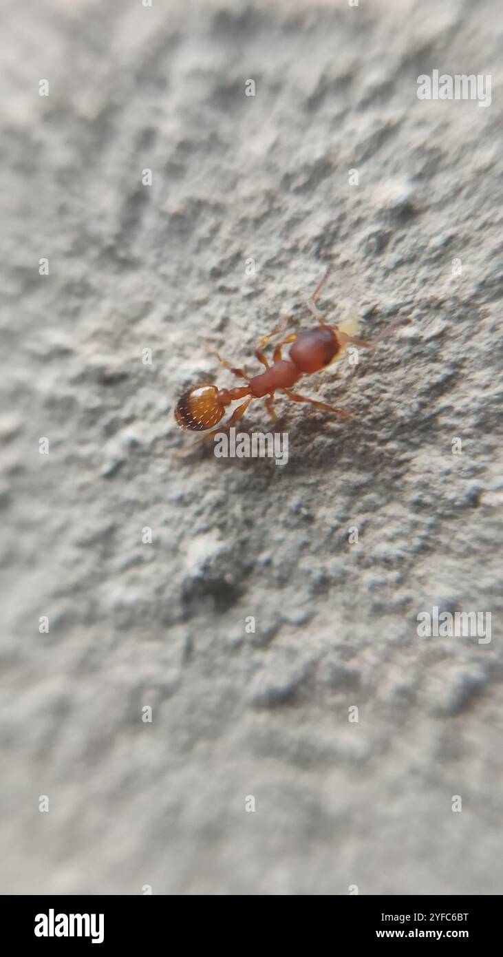 Acorn Ants and Allies (Temnothorax Stock Photo - Alamy