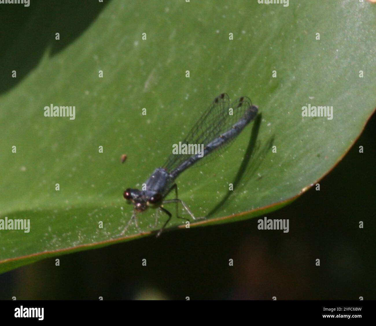 Fragile Forktail (Ischnura posita Stock Photo - Alamy