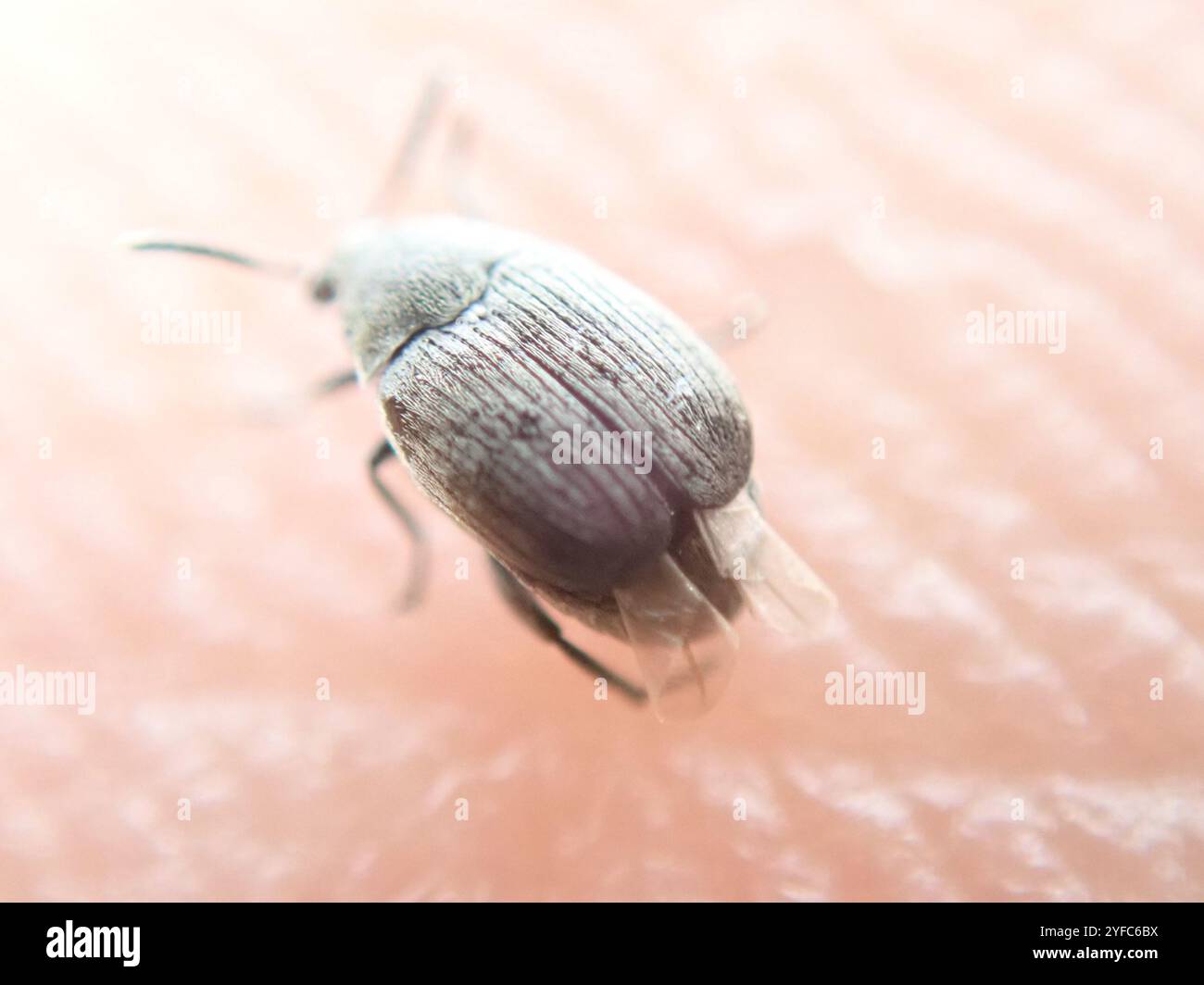 Broom Seed Beetle (Bruchidius villosus Stock Photo - Alamy