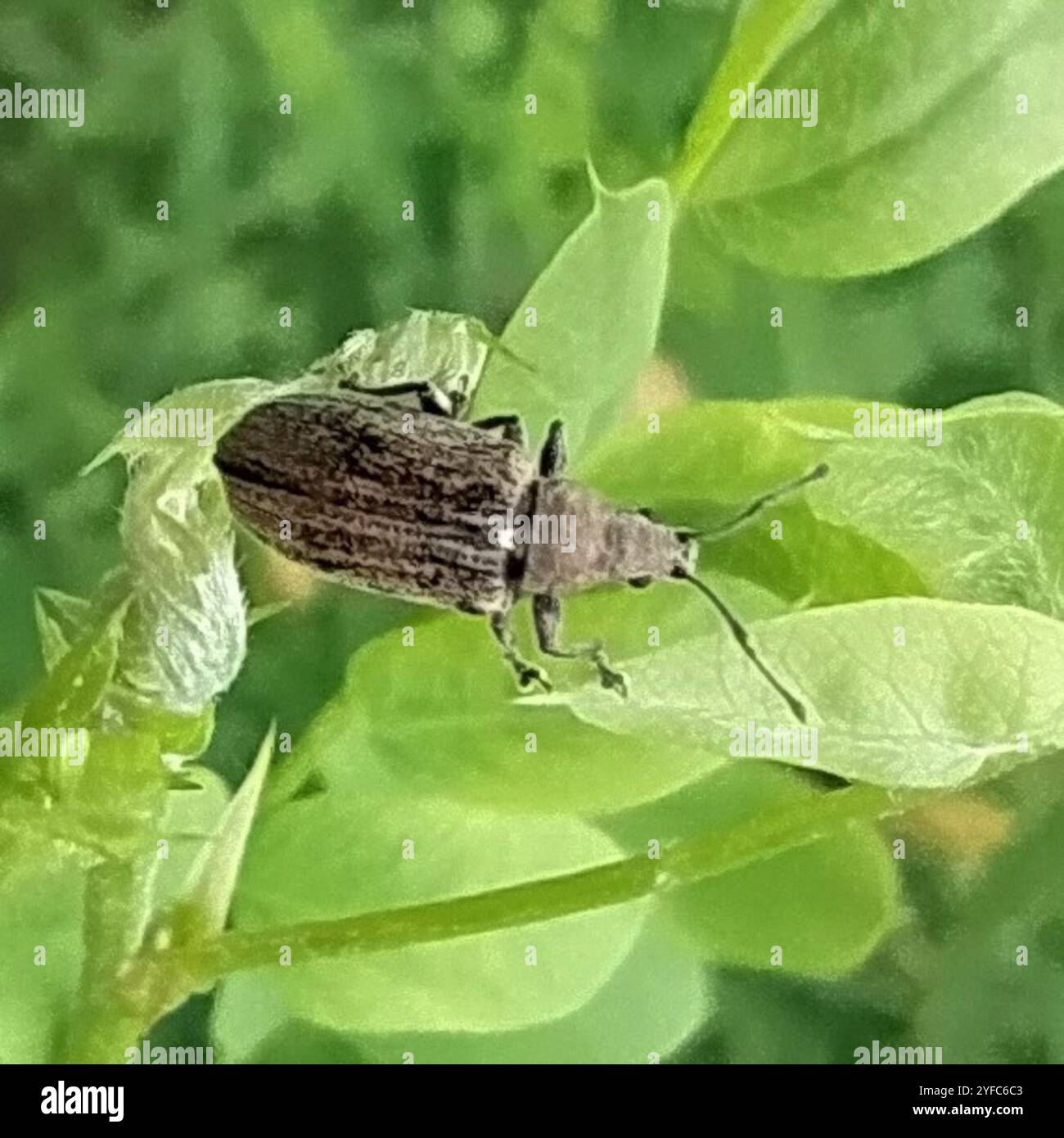 Common Leaf Weevil (Phyllobius pyri Stock Photo - Alamy