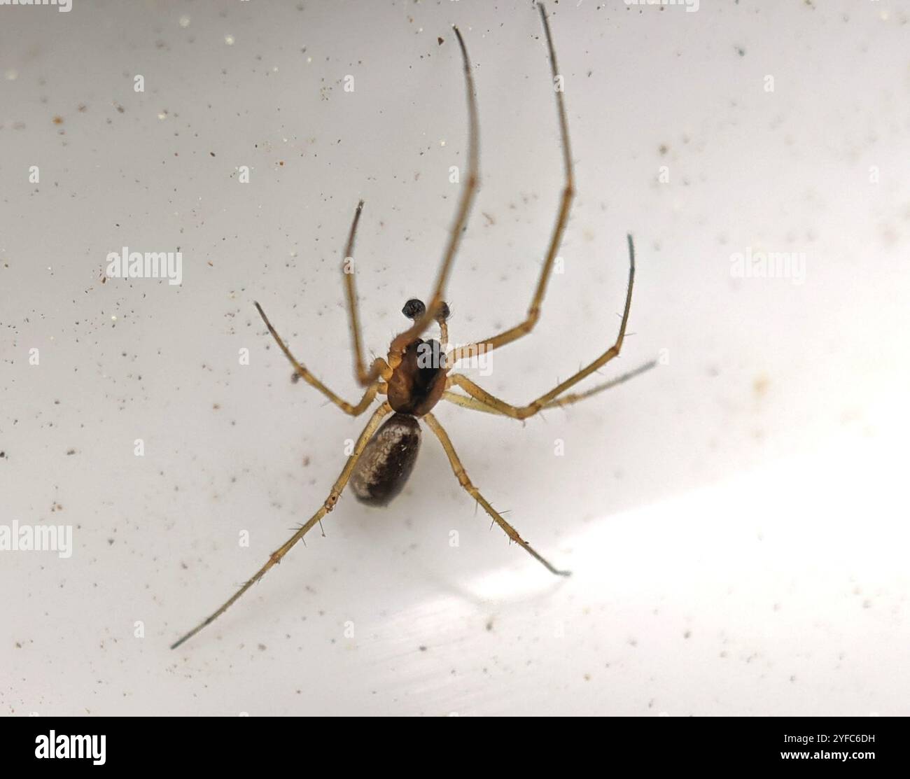 Neriene peltata hi-res stock photography and images - Alamy