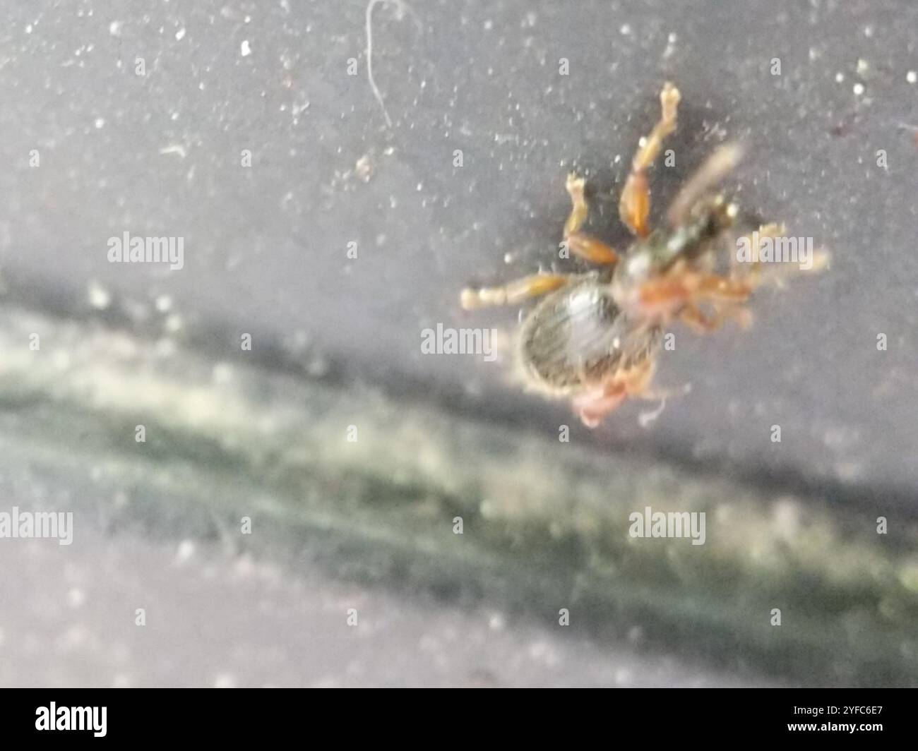 Hairy Spider Weevil (Barypeithes pellucidus Stock Photo - Alamy