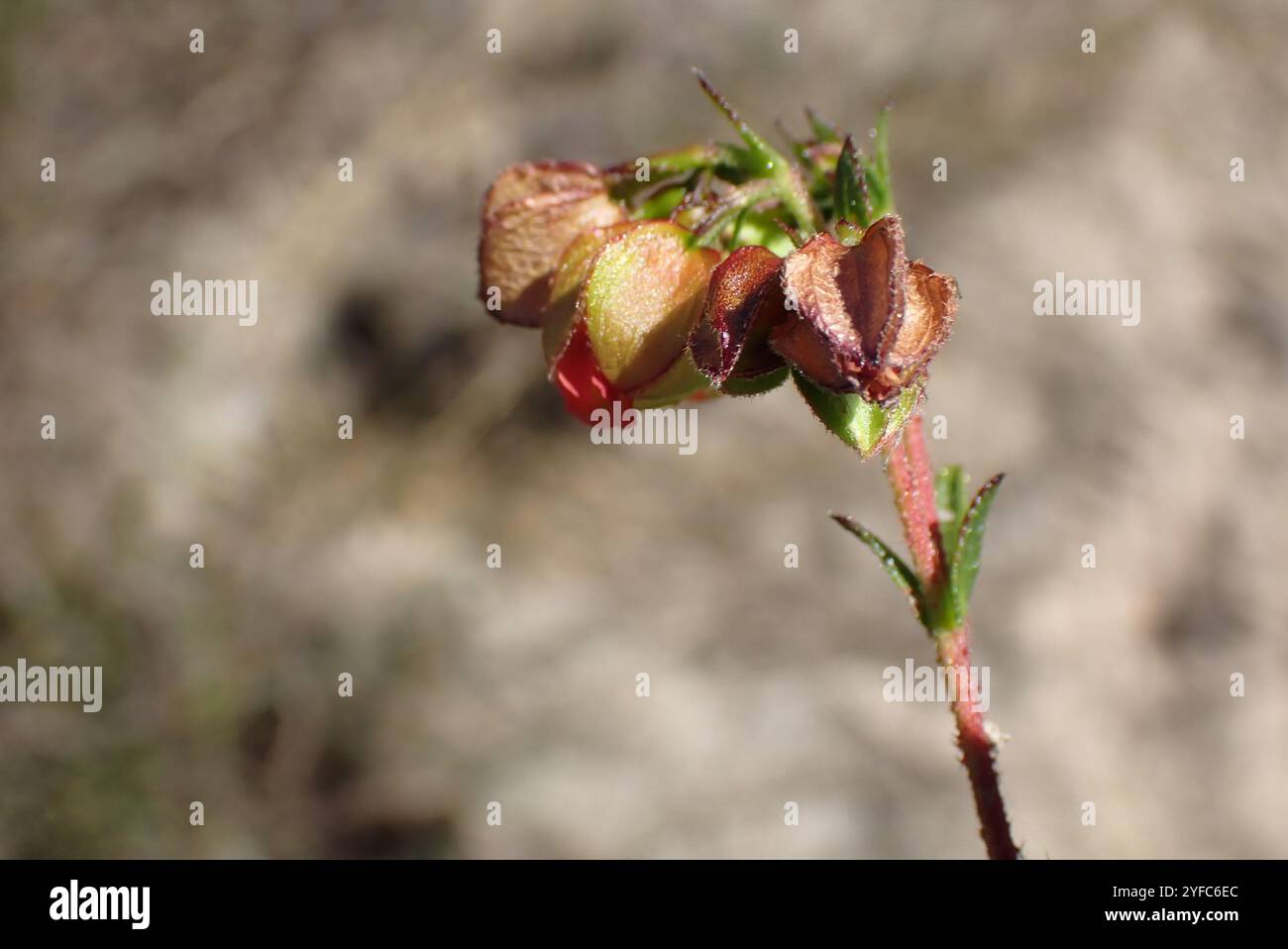 Angular Dollsrose (Hermannia angularis Stock Photo - Alamy