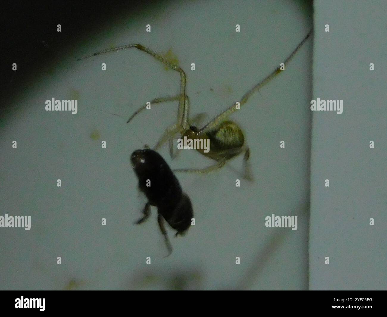 Variegated Mud-loving Beetles (Heteroceridae Stock Photo - Alamy